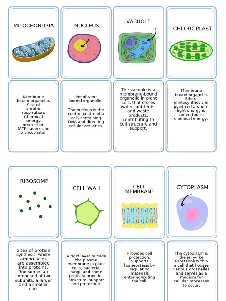 Cellorganelleflashcards Print | PDF