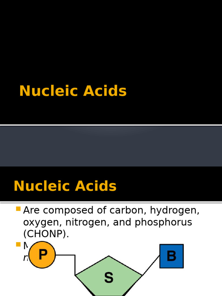 Nucleic Acids-Standard Class | PDF