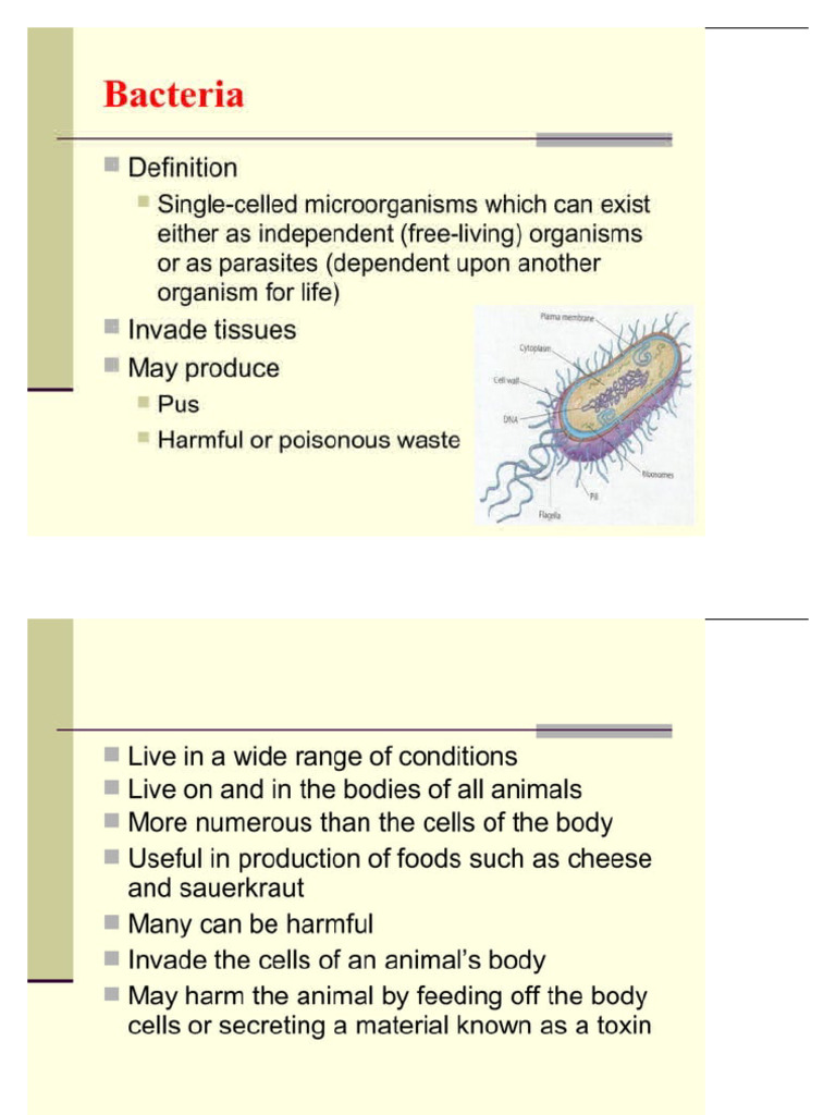 Bacterial Lab | PDF