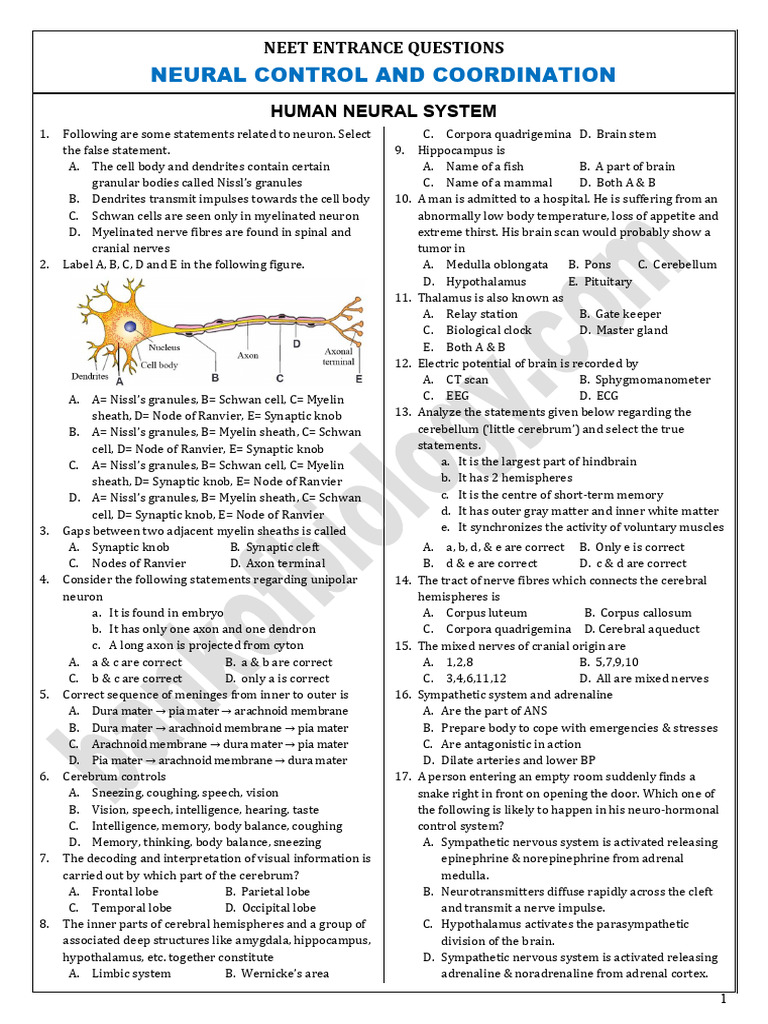21 neural control n coordination-Entrance questions | PDF | Axon | Synapse