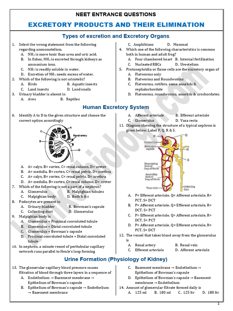 NEET Excretory System Questions | PDF | Kidney | Urinary System