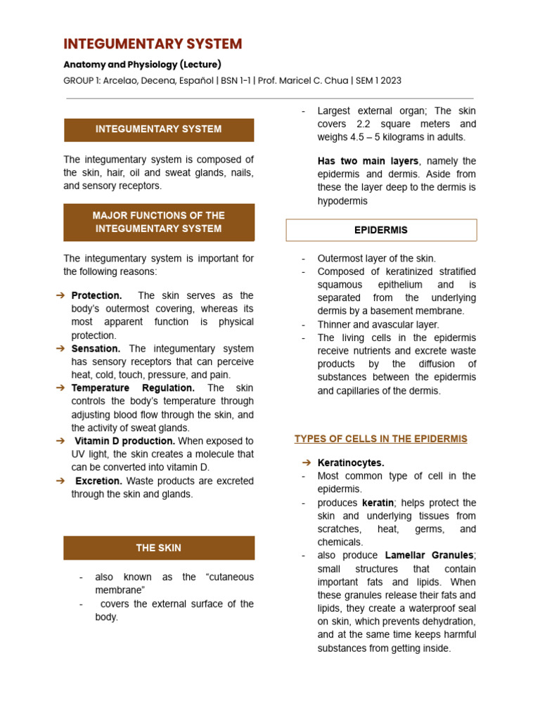Integumentary System | PDF | Skin | Integumentary System