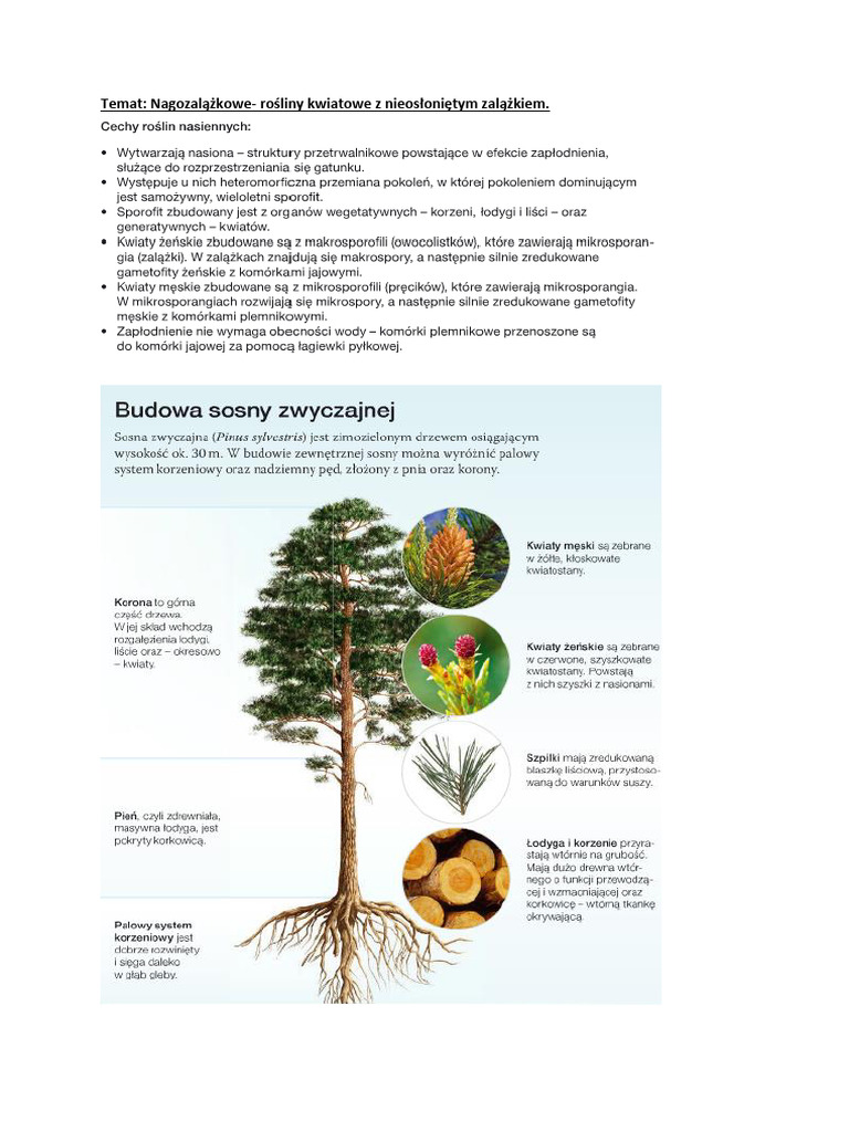 2T Biol. Stopa SR | PDF