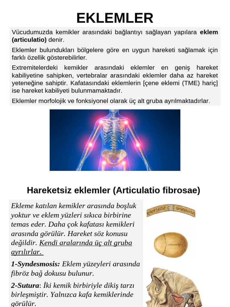 Eklemler Ve Temporomandibular Eklem | PDF
