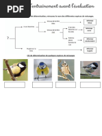 Classification des êtres vivants en 6ème | PDF | Espèces | Tigre