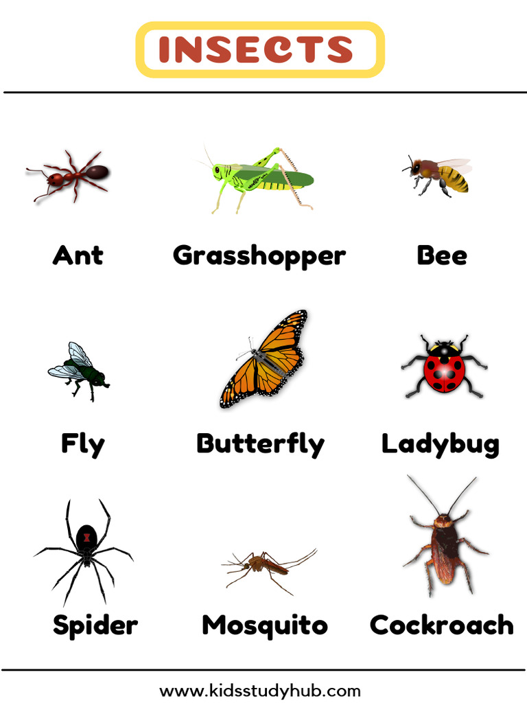 Insects Chart | PDF