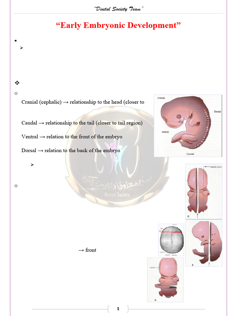 Oral Histology Lec-1 - Removed | PDF | Embryo | Biology
