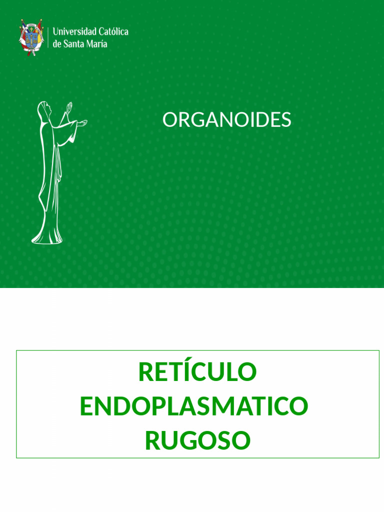 Rer Proteosomas y Rel - Ucsm | PDF | Retículo endoplásmico | Biología Celular