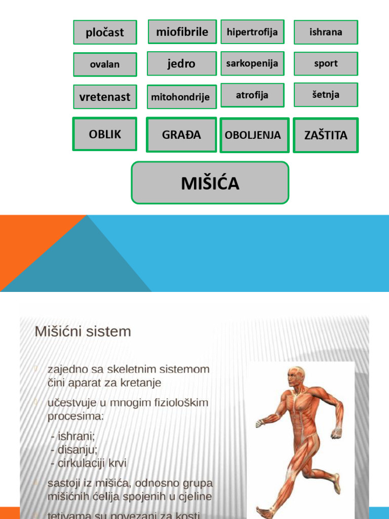 Misici | PDF