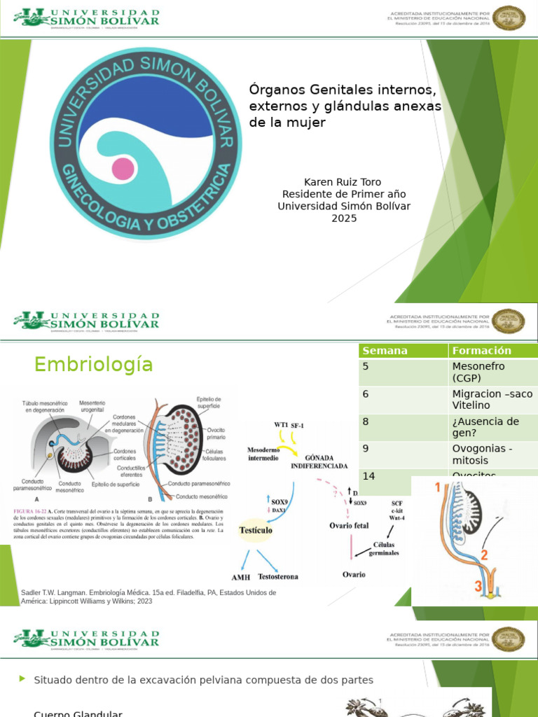 Organos Genitales Externos e Internos | PDF | Vagina | Labios