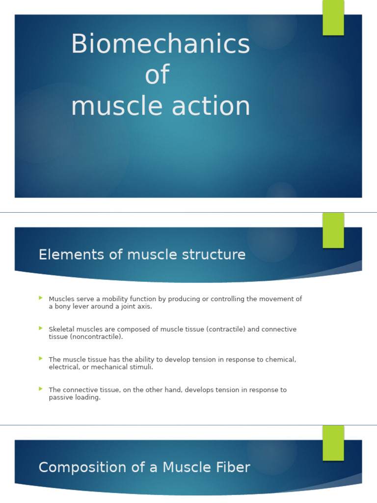 Biomechanics of Muscle Action-Shane Daniel | PDF | Muscle Contraction ...