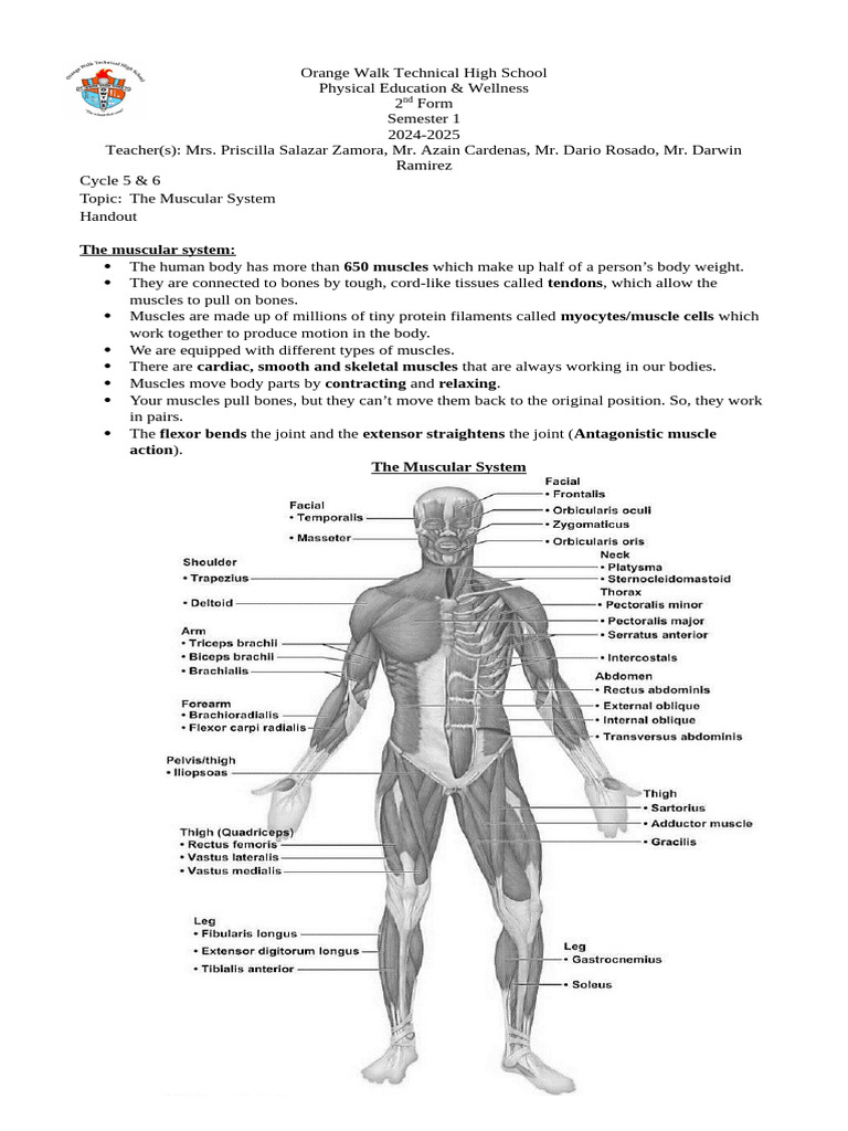 Understanding the Muscular System | PDF | Muscle | Cardiac Muscle