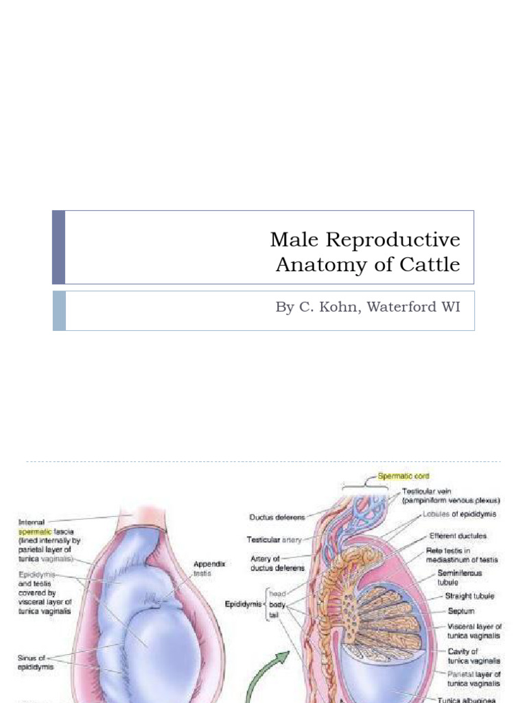 Cattle Male Reproductive Anatomy Guide | PDF | Testicle | Luteinizing ...