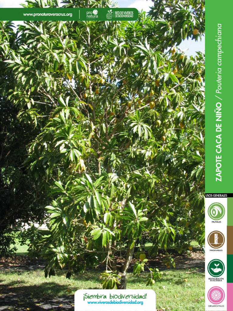 Zapote Caca de Nino v2 | PDF