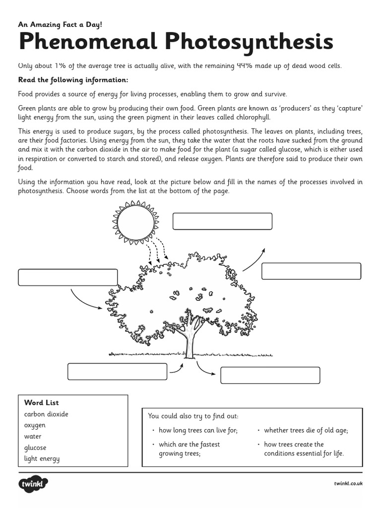 Phenomenal Photosynthesis Activity Sheet | PDF