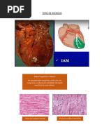 Prospecto-INMUFLU TBS - JAB | PDF | Sistema inmune | Linfocitos