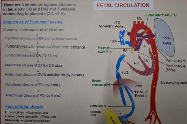 Fetal circulation | PDF