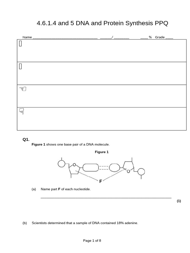 DNA and Protein Synthesis PPQ | PDF | Dna | Base Pair