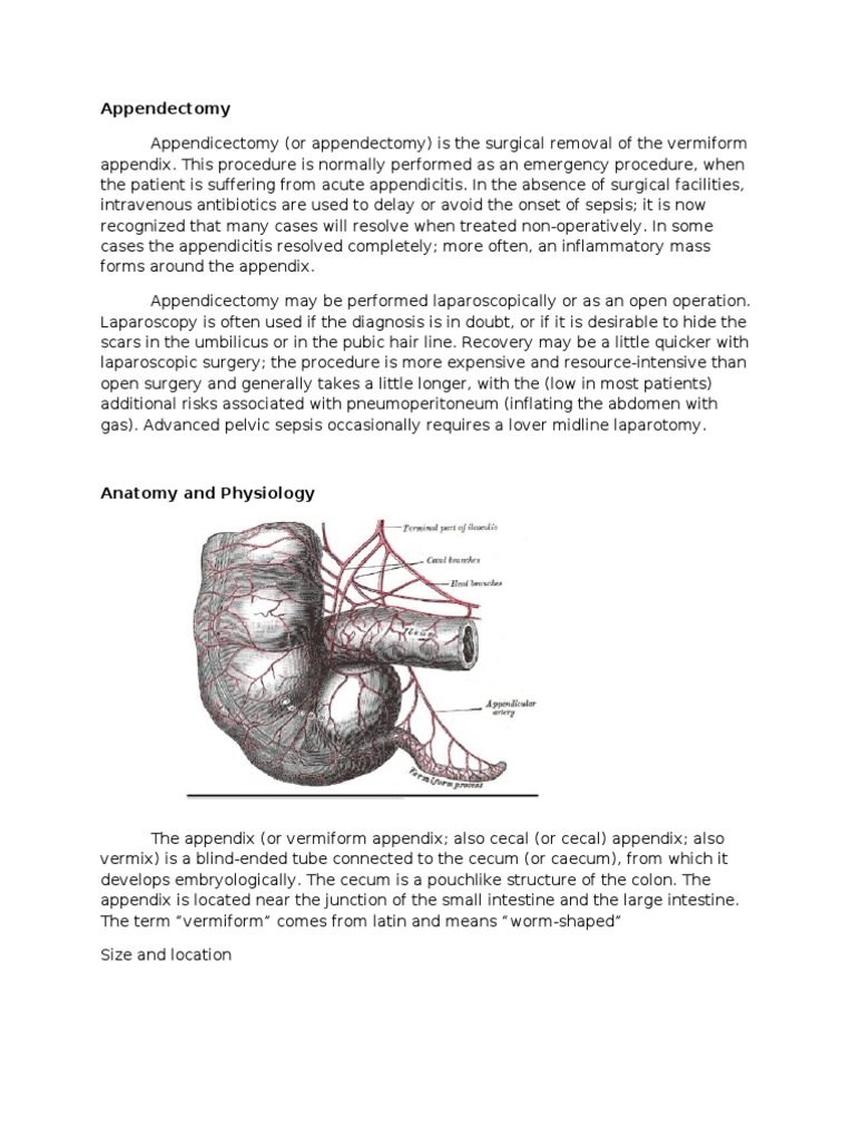 Anatomy and Function of the Appendix | PDF | Large Intestine | Stomach
