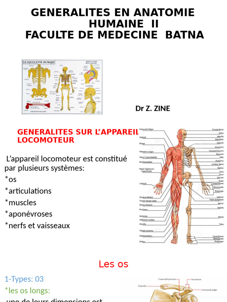 Introduction en Anatomie | PDF | Articulation (anatomie) | Os