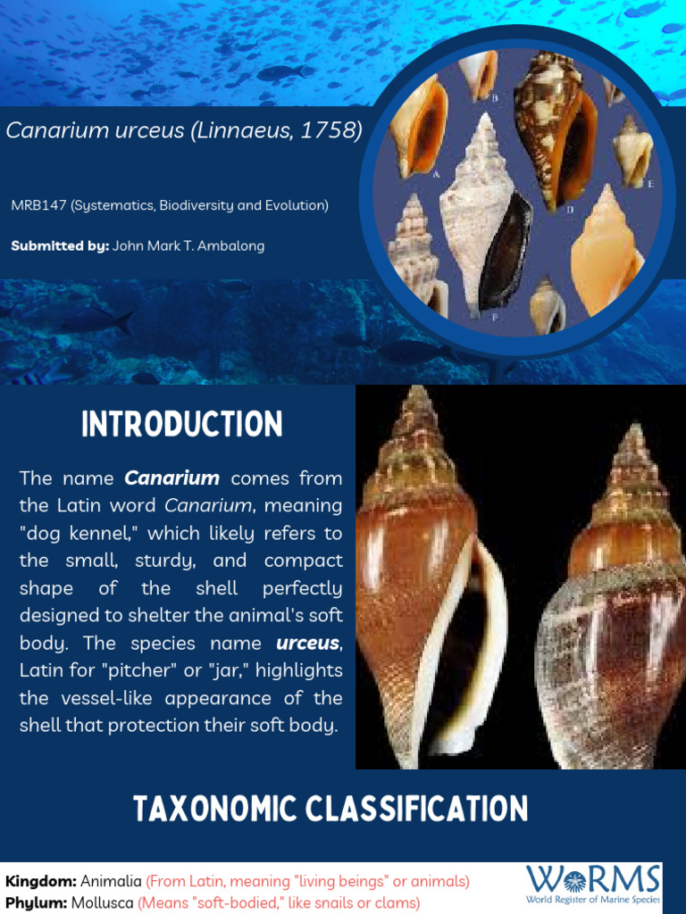 Ambalong - JohnMark - Canarium - Urceus - (MRB147 Assignment | PDF | Evolution | Species