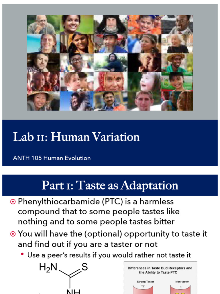 Lab 11 Human Variation Slides | PDF | Skull | Race (Human Categorization)