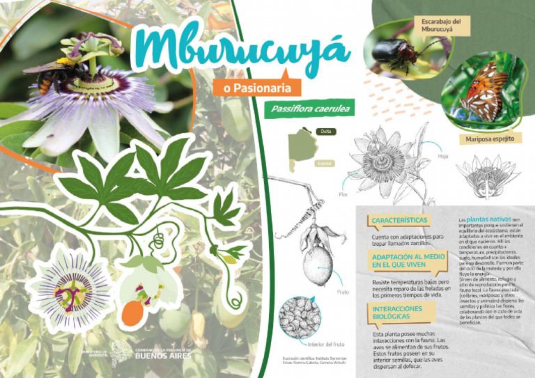 Laminas Nativas Img - Mburucuyá | PDF