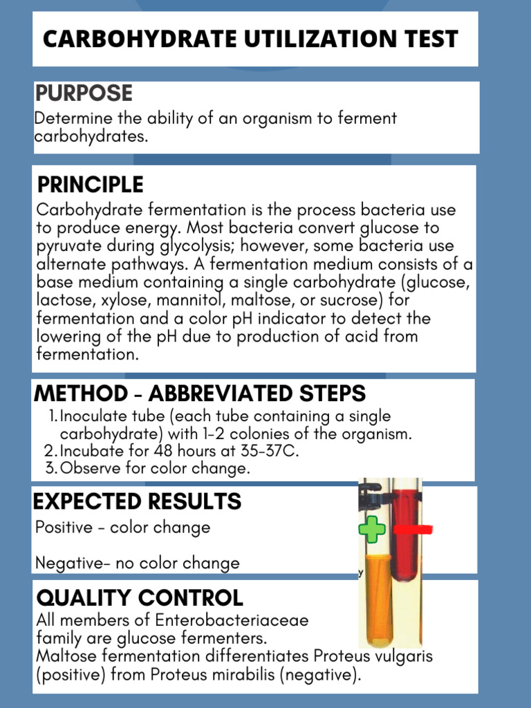 Carbohydrate Utilization Test | PDF