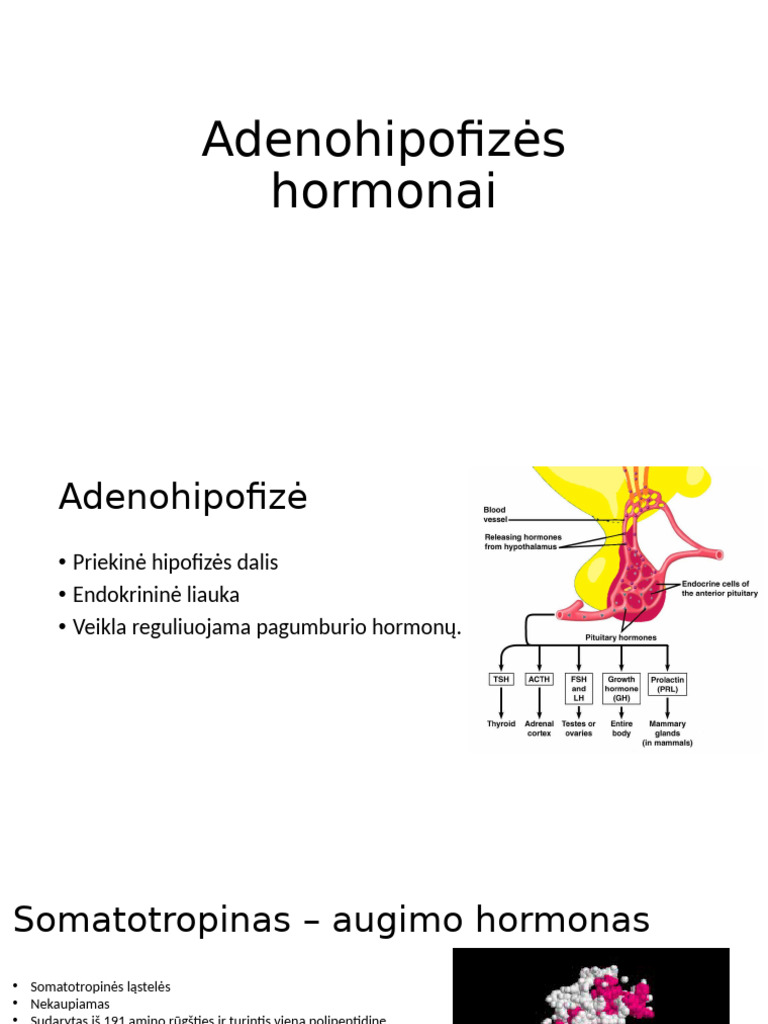 Adenohipofizės Hormonai | PDF
