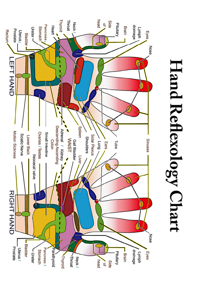 Hand Reflexology | PDF