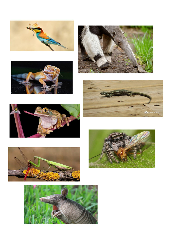 animales insectivoros | PDF