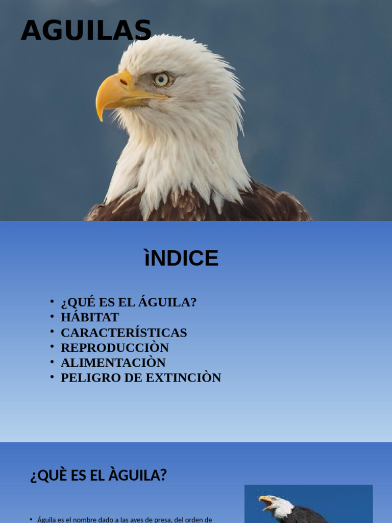POWERPOINT Aguilas | PDF
