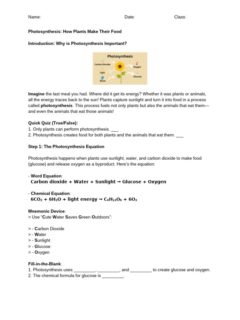 Photosynthesis, Leaf Structure, and Food Chains-- (2) | PDF | Leaf ...