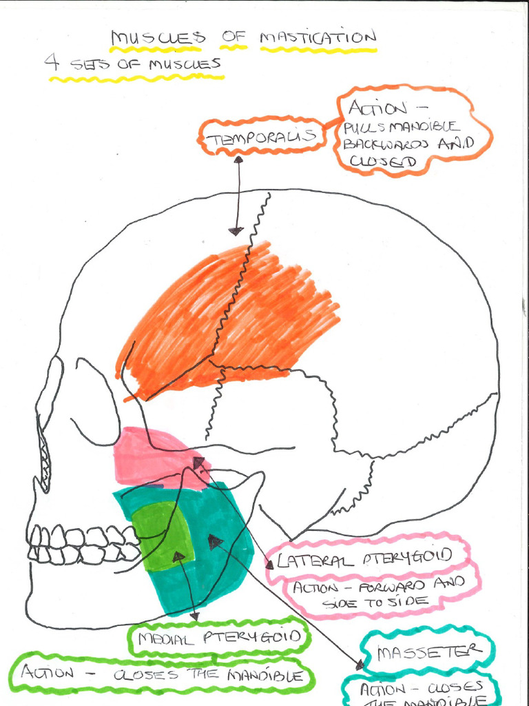 Muscles of Mastication | PDF