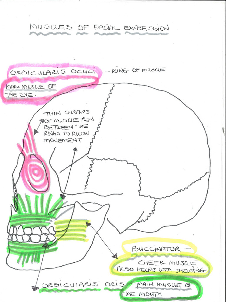 Muscles of Facial Expression | PDF