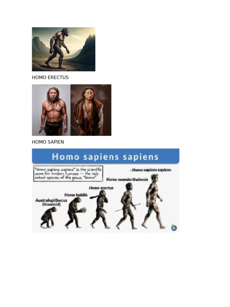 HOMO ERECTUS | PDF