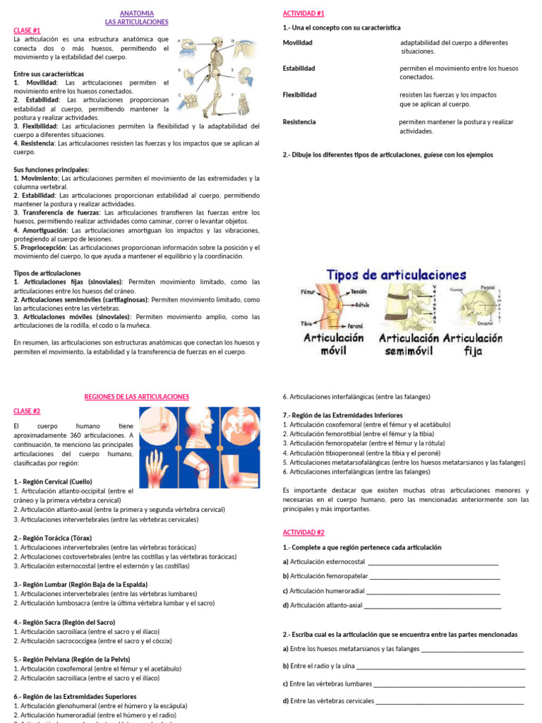 Anatomia 3R Trim | PDF | Articulación | Vértebra