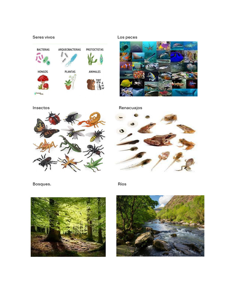 Diversidad de Ecosistemas y Especies | PDF