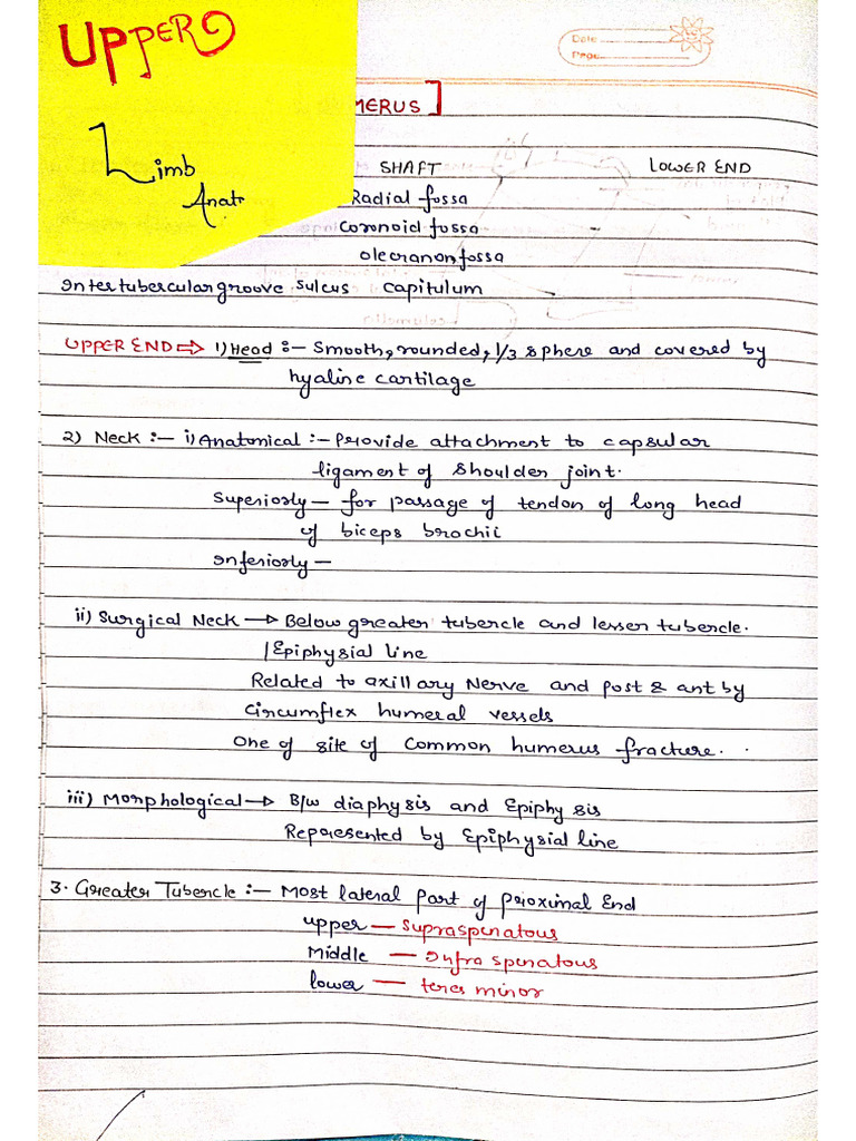 Upper limb bones muscles anatomy PDF