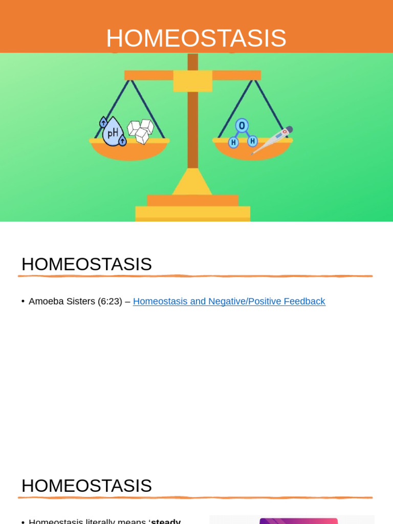 Human Phys 11 - Homeostasis PPT | PDF