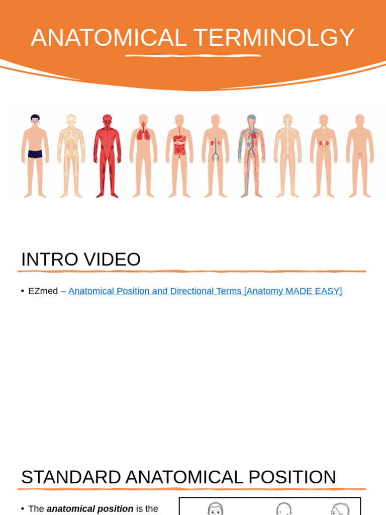 Human Phys 11 - Anatomical Terminology | PDF