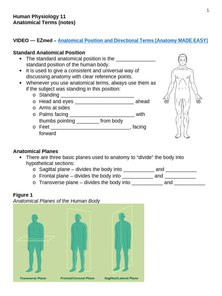 Human Phys 11 - Anatomical Terms (Notes) | PDF