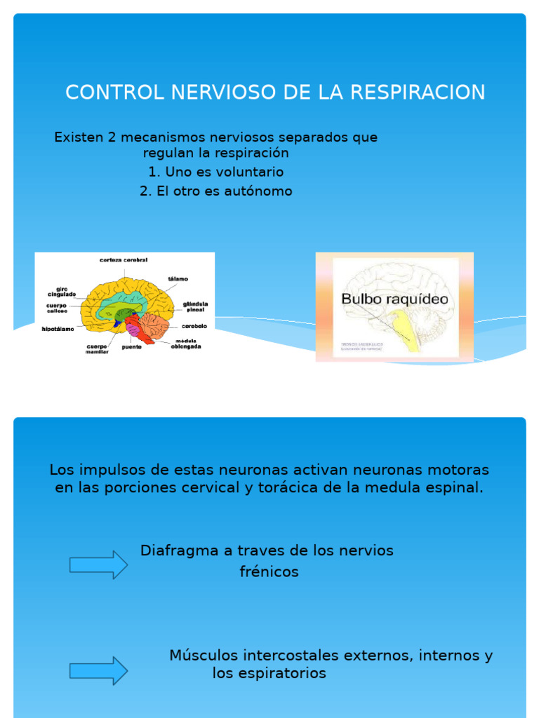 Control Nervioso de la Respiración | PDF