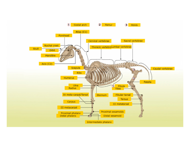 0010 Skeleton of Horse Skeleton of Domestic Animals Vetscraft - JPG | PDF