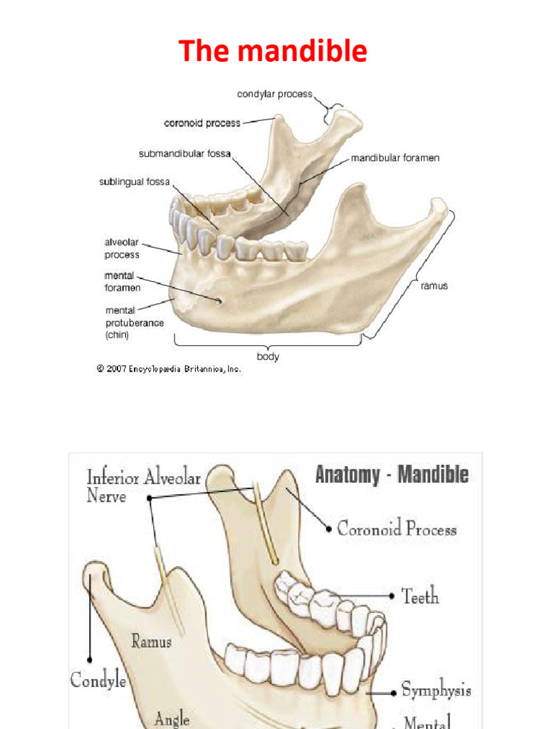 Anatomy of Head and Neck Lab, Mandibule and Muscles of Mastication | PDF