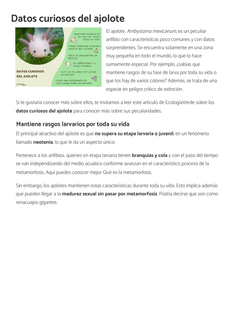 11 Datos Curiosos Del Ajolote - ¡Descúbrelos! | PDF