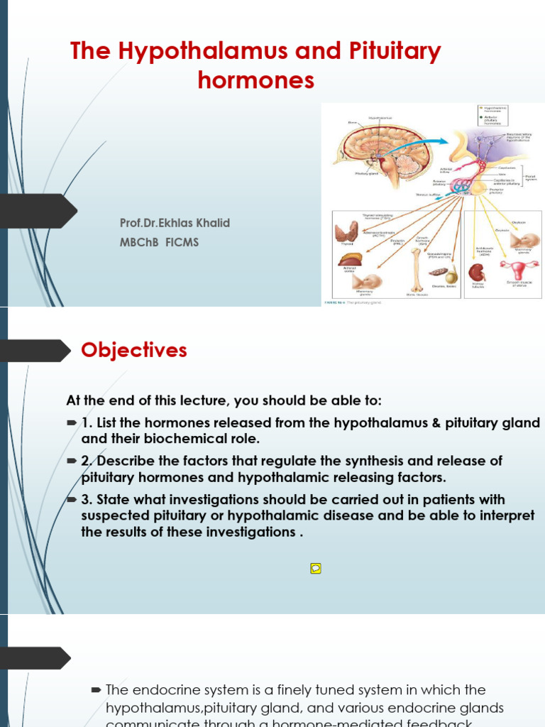 Hypothalamus and Pituitary Hormones Overview | PDF | Growth Hormone ...