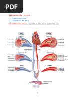 Cutaneous Vascular and Lymphatic Structure | PDF | Blood Vessel | Vein