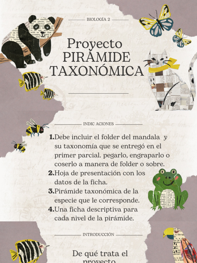 Pirámide Taxonómica del Reino Animal | PDF | Eucariotas | Biología