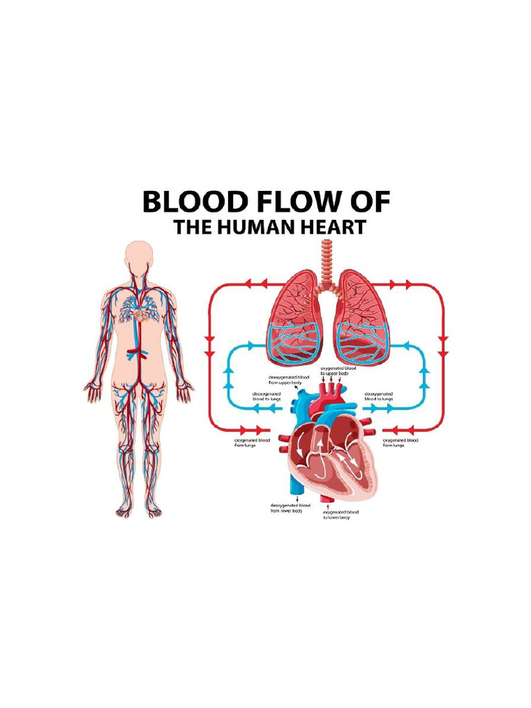Blood Flow | PDF